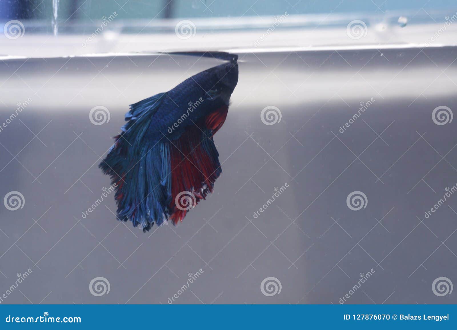 Halfmoon Betta Splendens Fish Blue Red Stock Photo - Image of beautiful ...