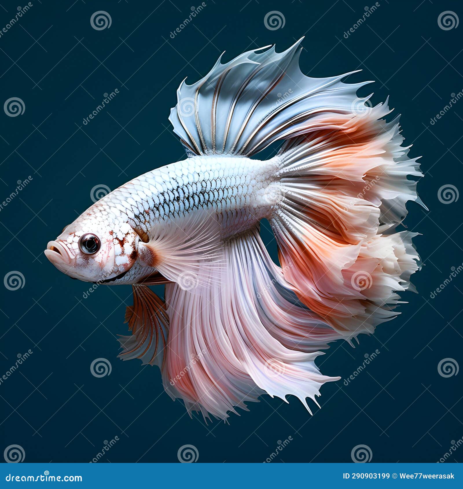 Halfmoon Long Fin, Colorful Betta Fish Isolated Black Background Stock ...