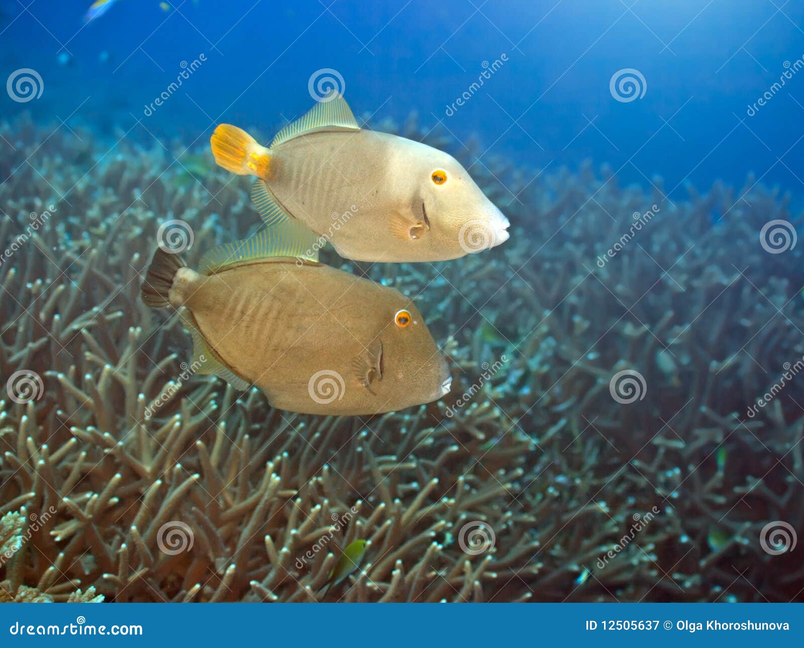 Halfmoon triggerfishes stock image. Image of marine, exotic - 12505637