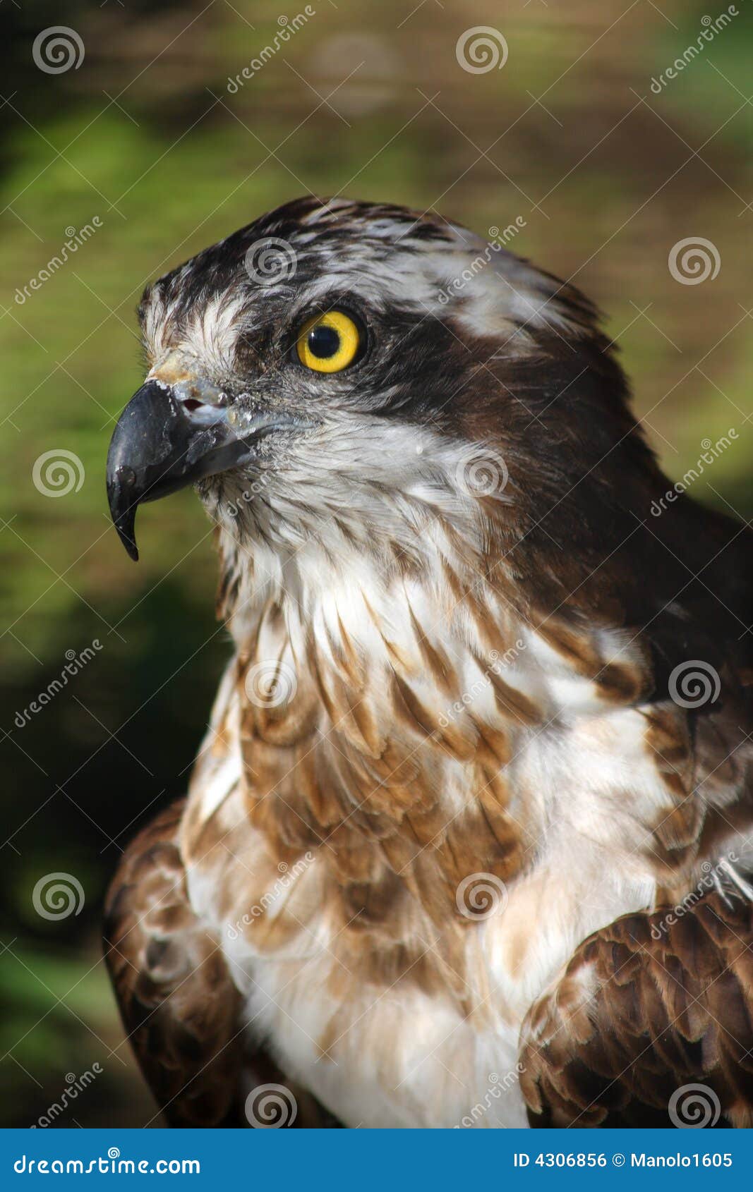 Haliaetus del Pandion foto de archivo. Imagen de cubo - 4306856