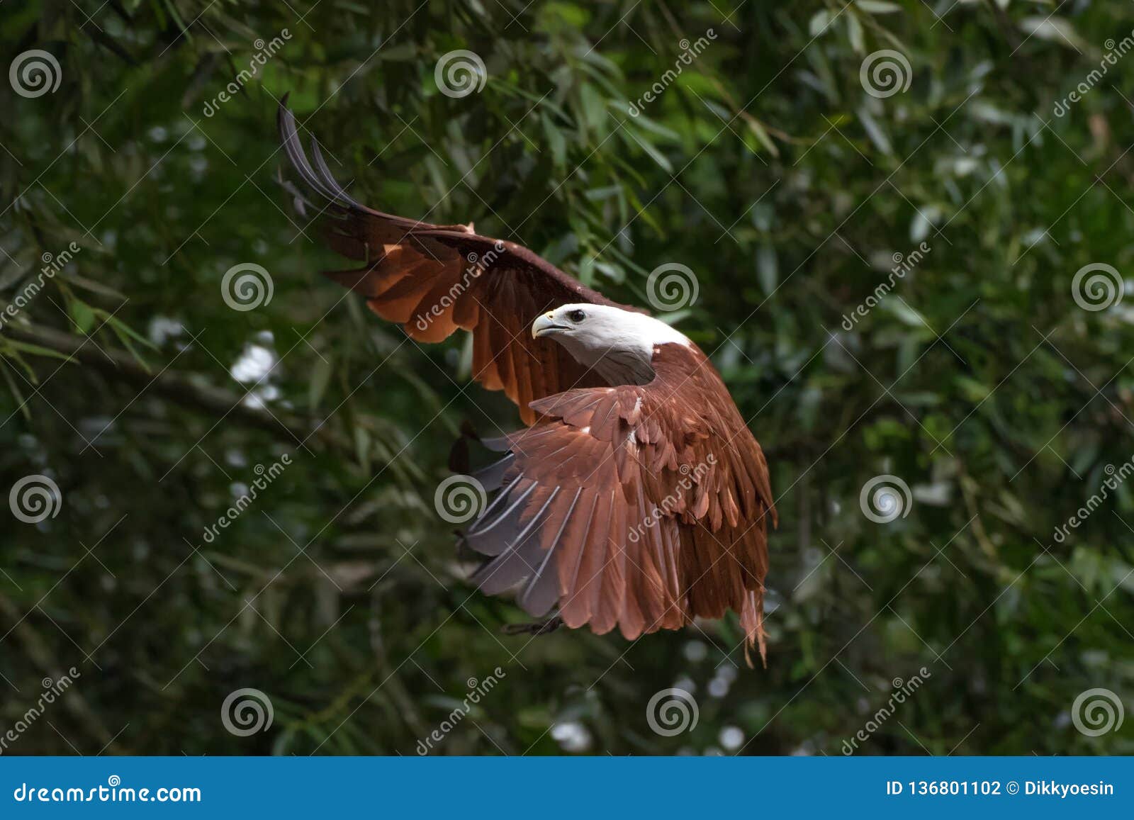Haliastur Indus Also Known As Elang Bondol Stock Photo - Image of elang ...