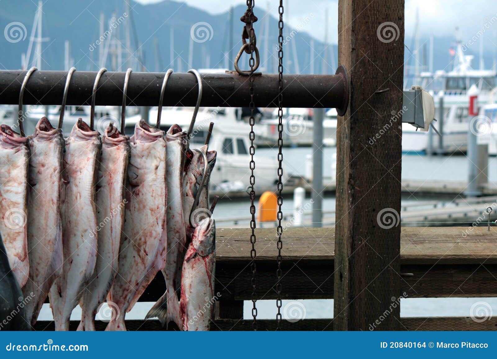 Halibut stock photo. Image of catch, america, release - 20840164