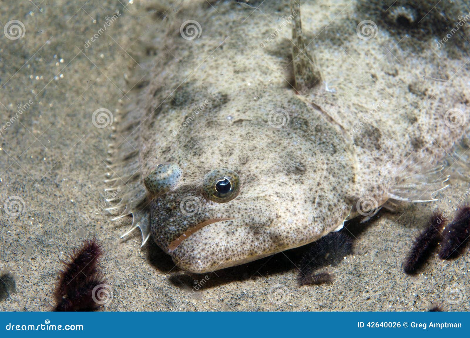 Halibut stock photo. Image of underwater, animal, wildlife - 42640026