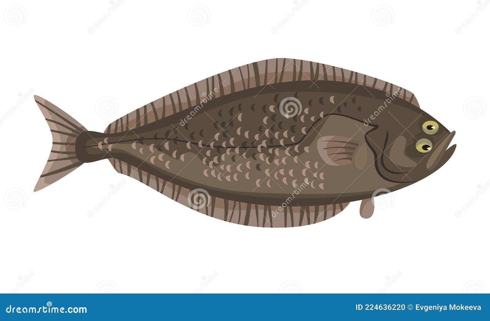 Halibut Fish on White Background, Seafood Stock Vector - Illustration ...
