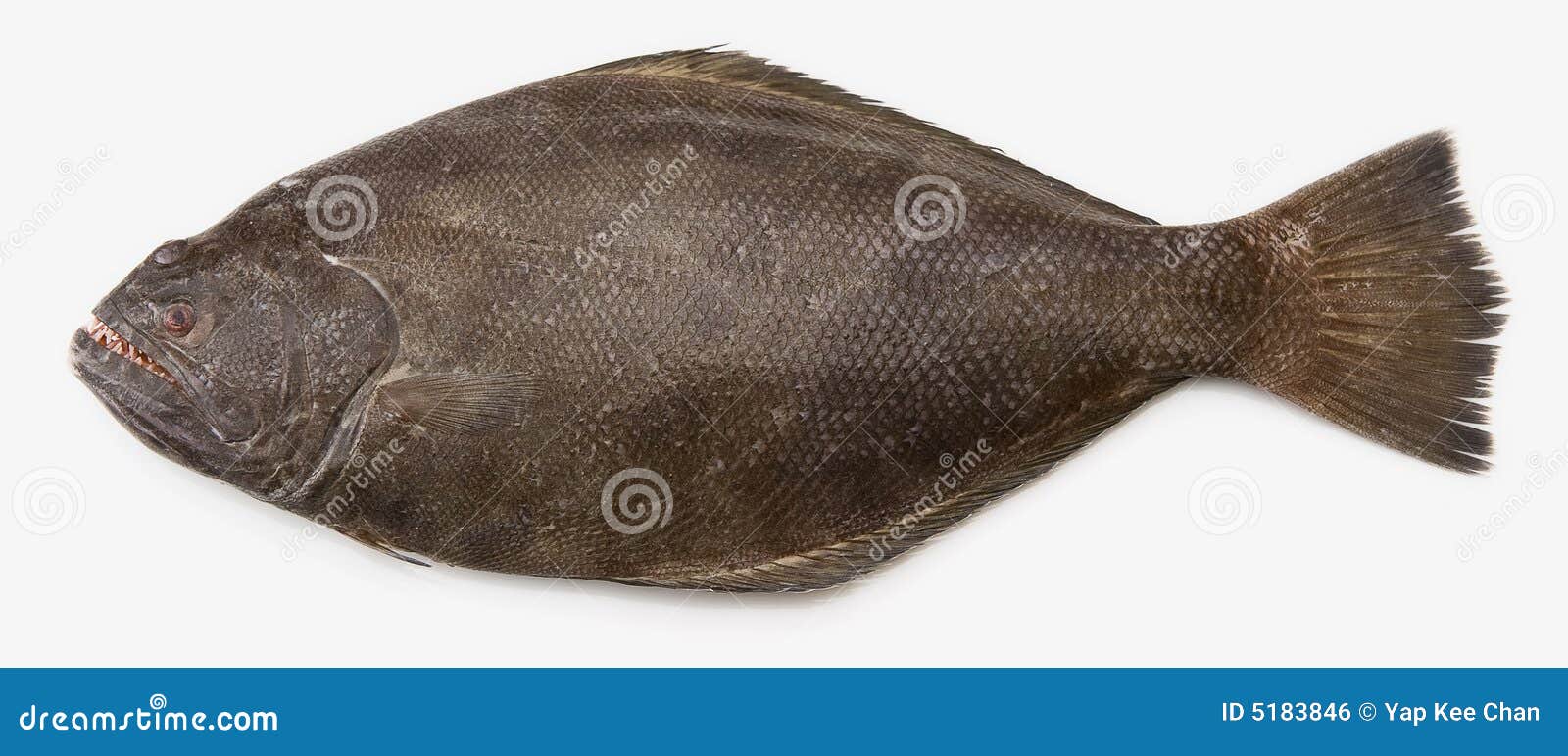 Halibut pacífico foto de archivo. Imagen de marina, virutas - 5183846