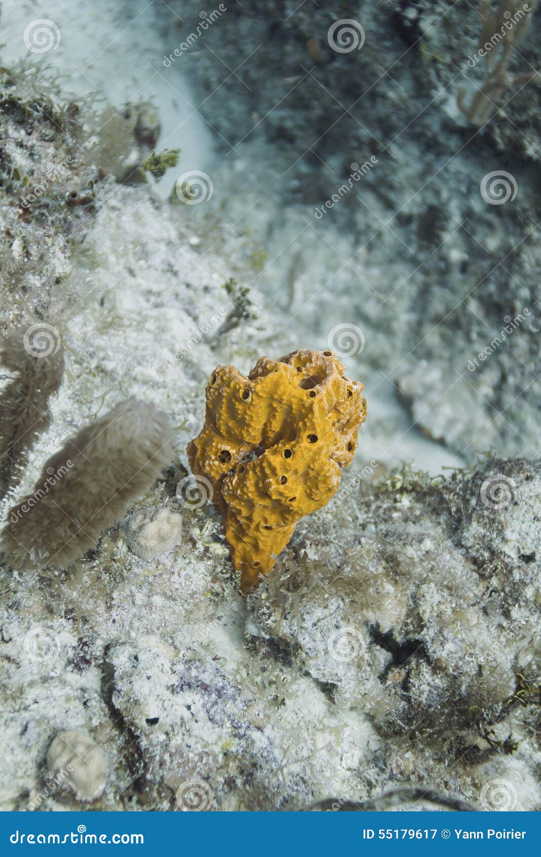 Haliclona Encrusting stock image. Image of bahamas, sand - 55179617