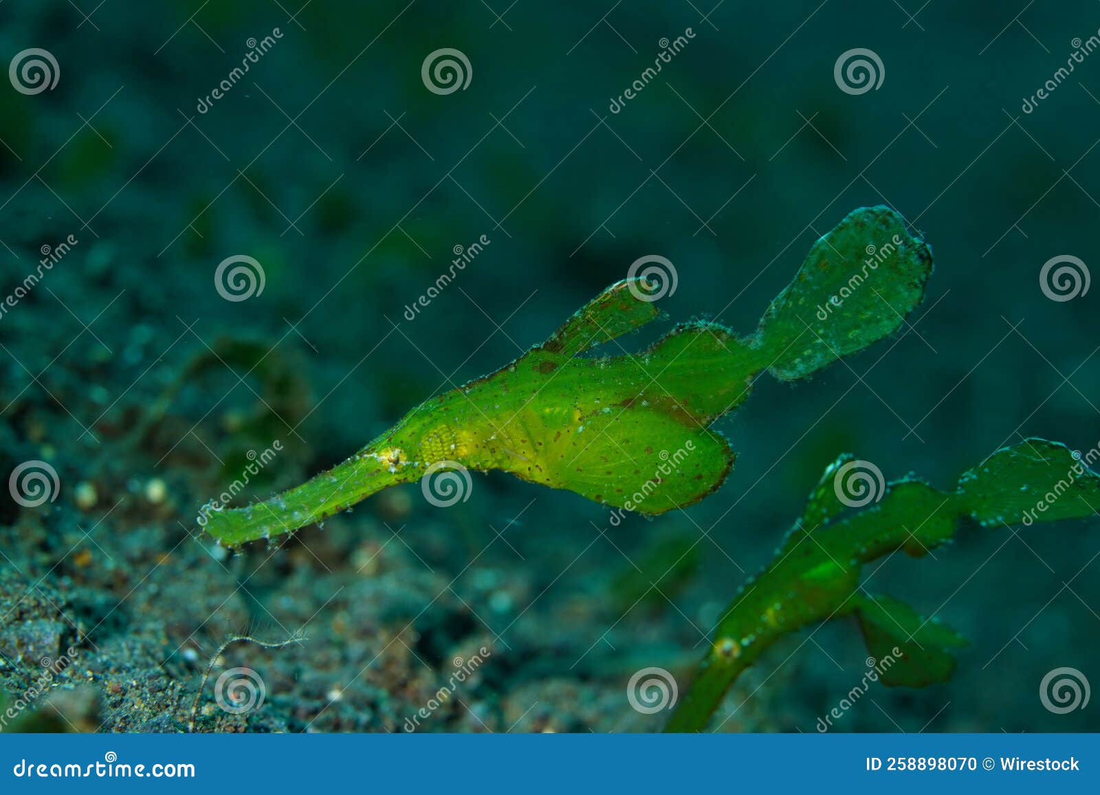 Halimede Ghost Pipefish Underwater Captured in a Scuba Dive Stock Photo ...