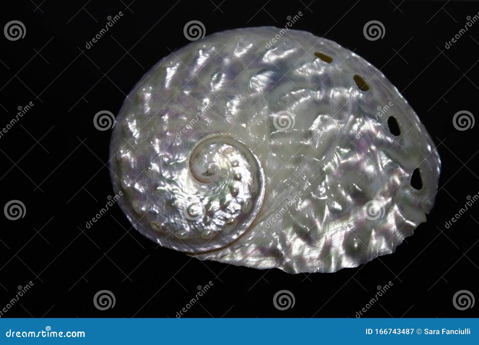 Haliotis Midae stock image. Image of shells, reflect - 166743487