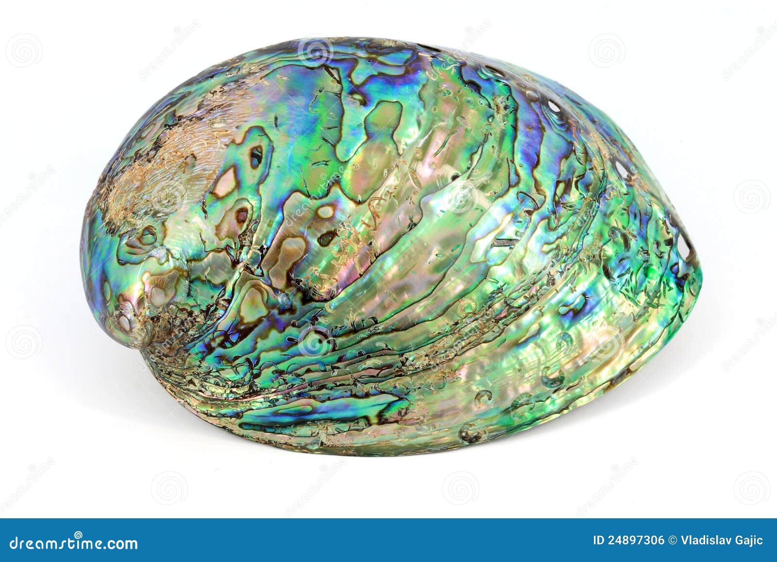 Haliotis shell stock photo. Image of marine, mollusk - 24897306