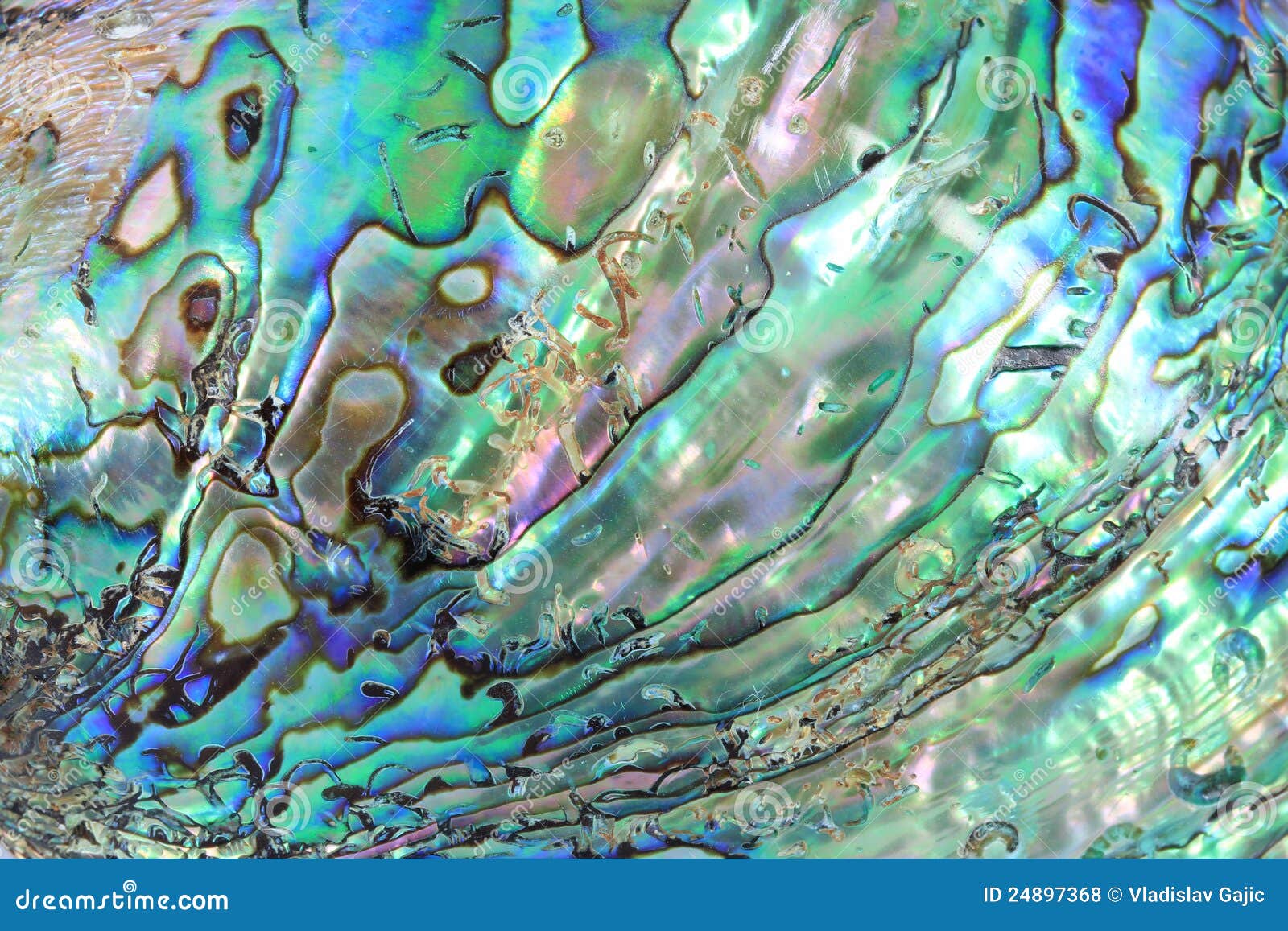 Sea Shell Texture On The Beach In The Galapagos Islands Ecuador Royalty ...