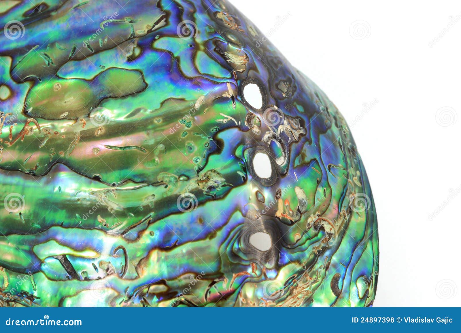 Haliotis shell detail stock photo. Image of natural, marine - 24897398