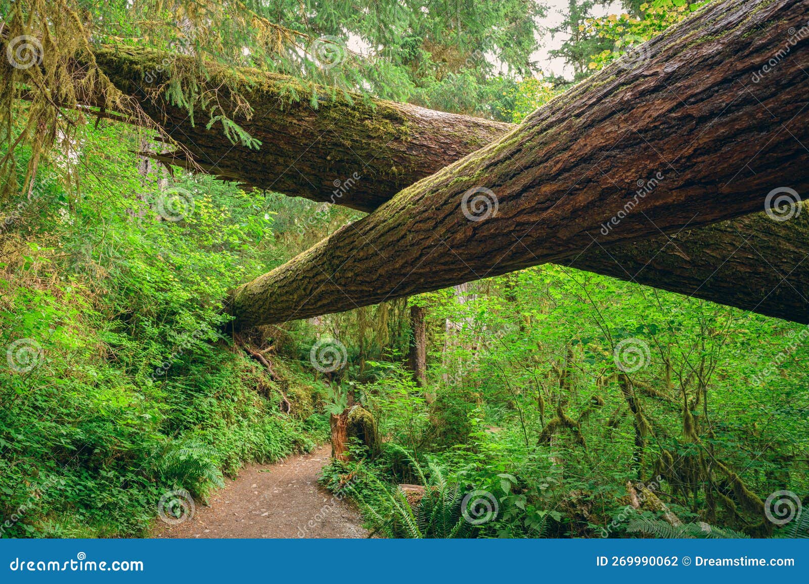 Hall of Mosses in the Hoh Rainforest of Olympic National Park Stock ... Hall of Mosses in the Hoh Rainforest of Olympic National Park Stock ...