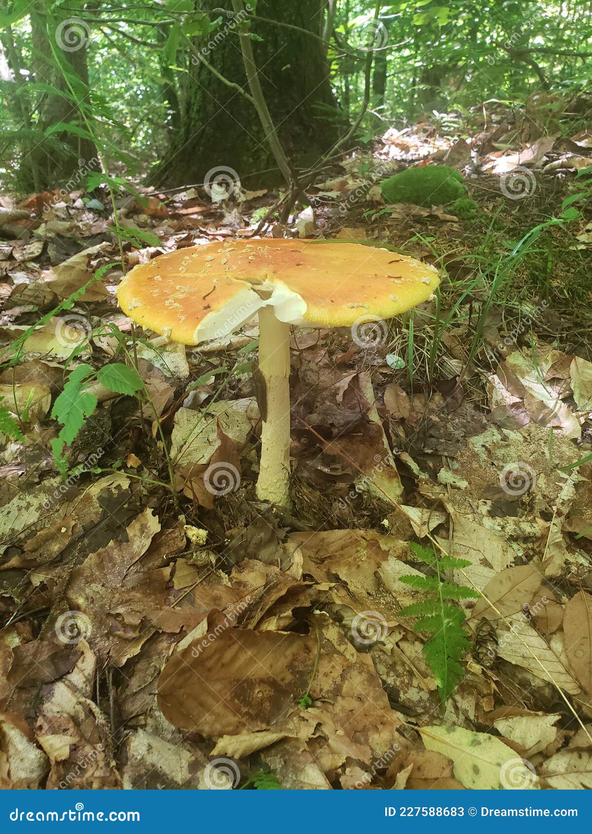 Hallazgo de hongos grandes imagen de archivo. Imagen de alimento ...