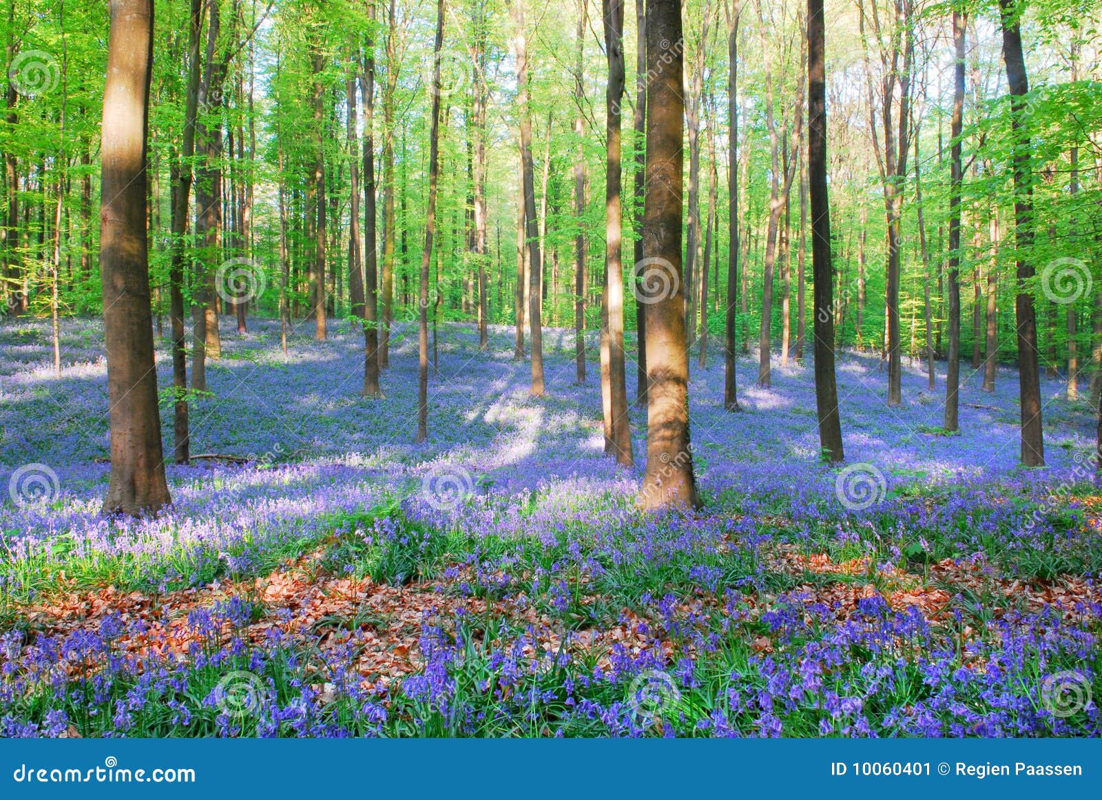 Hallerbos 2 stock image. Image of forest, fairy, flower - 10060401
