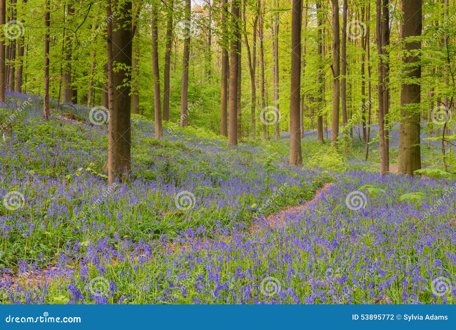 Hallerbos stock photo. Image of floral, fantasy, colorful - 53895772