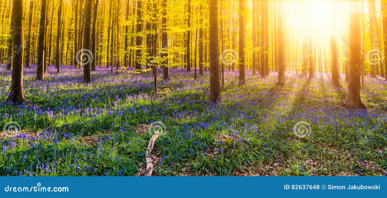 Hallerbos Forest stock photo. Image of nature, wood, forest - 82637648