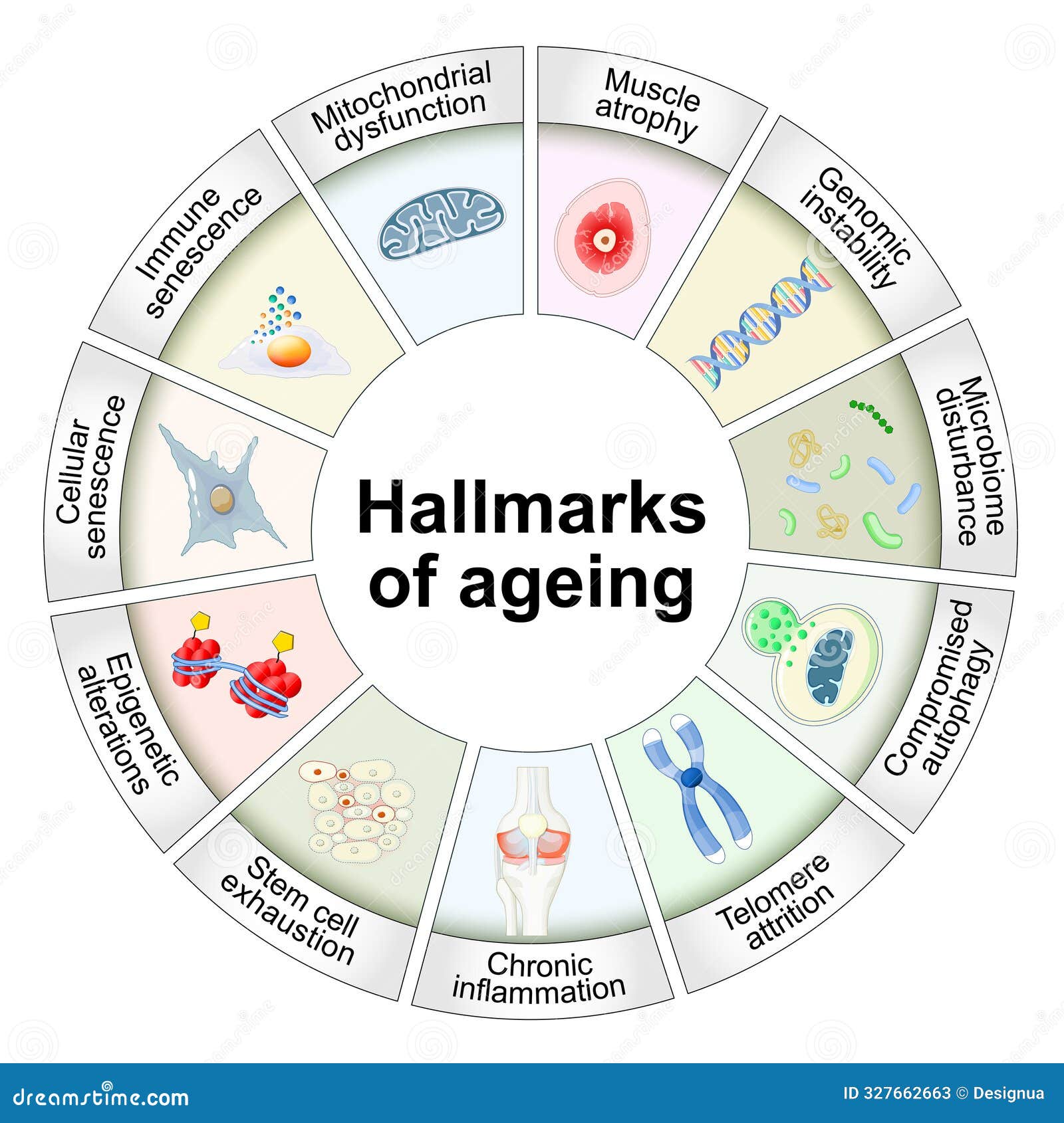 Cellular Autophagy Process Stages For Body Recycling System Outline ...