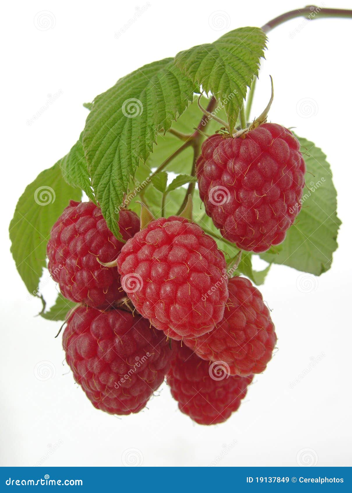 Hallon fotografering för bildbyråer. Bild av bär, blad - 19137849