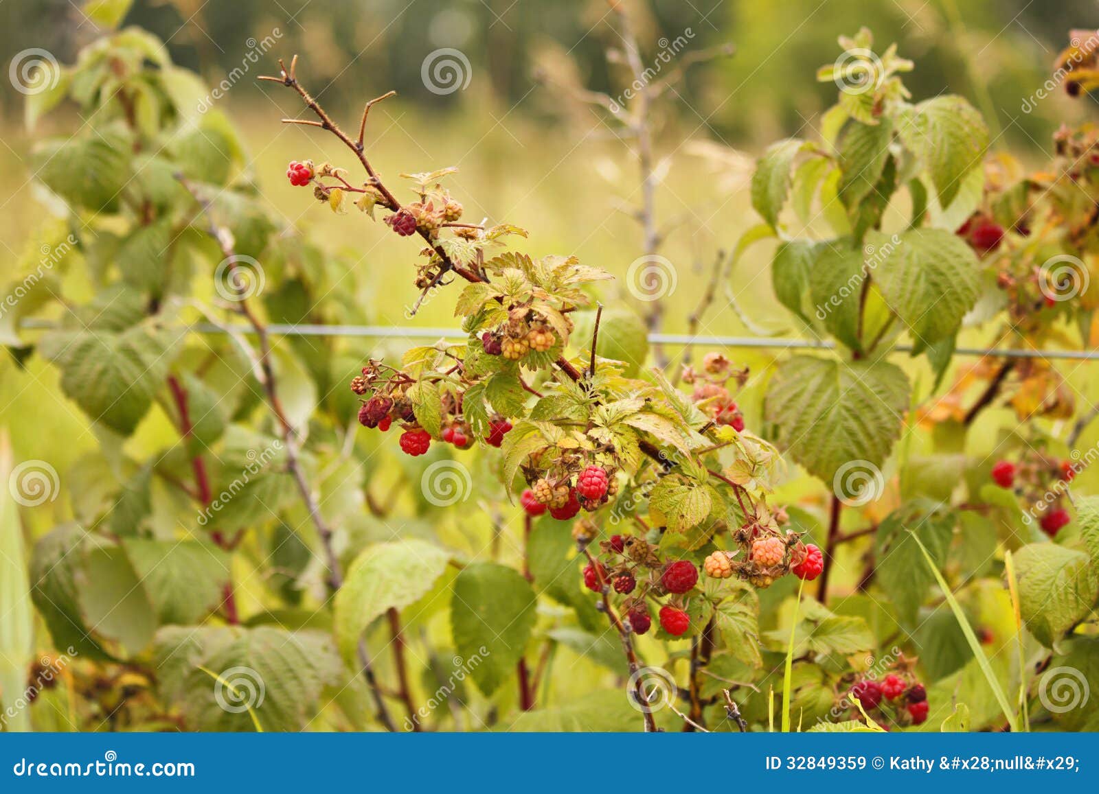 Hallonbuske fotografering för bildbyråer. Bild av buske - 32849359