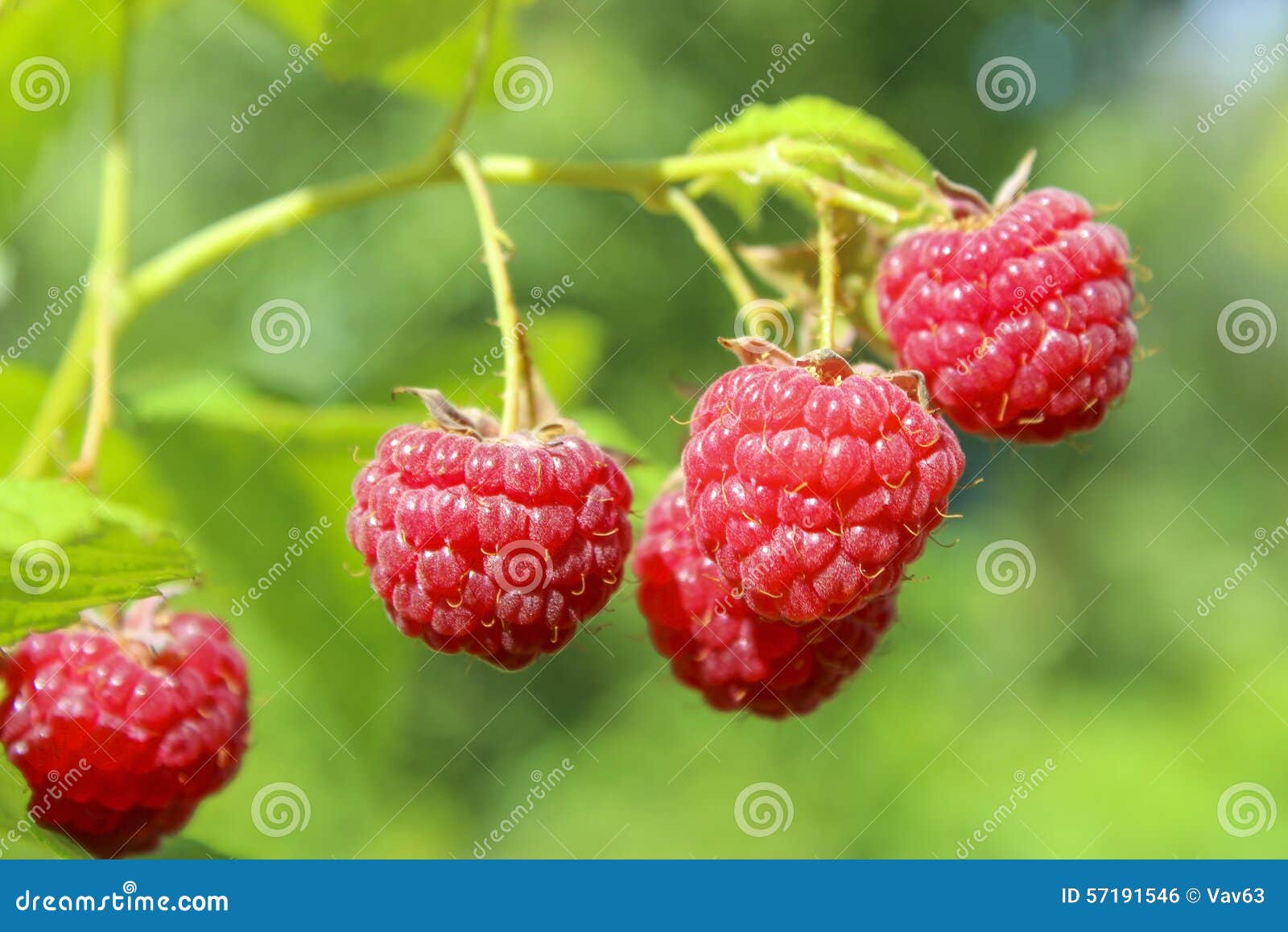 Hallonbuske arkivfoto. Bild av doft, sött, isolerat, aromatics - 57191546