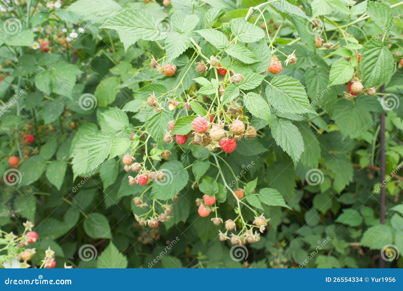 Hallonbuske med bär. arkivfoto. Bild av bär, sommar, rött - 26554334