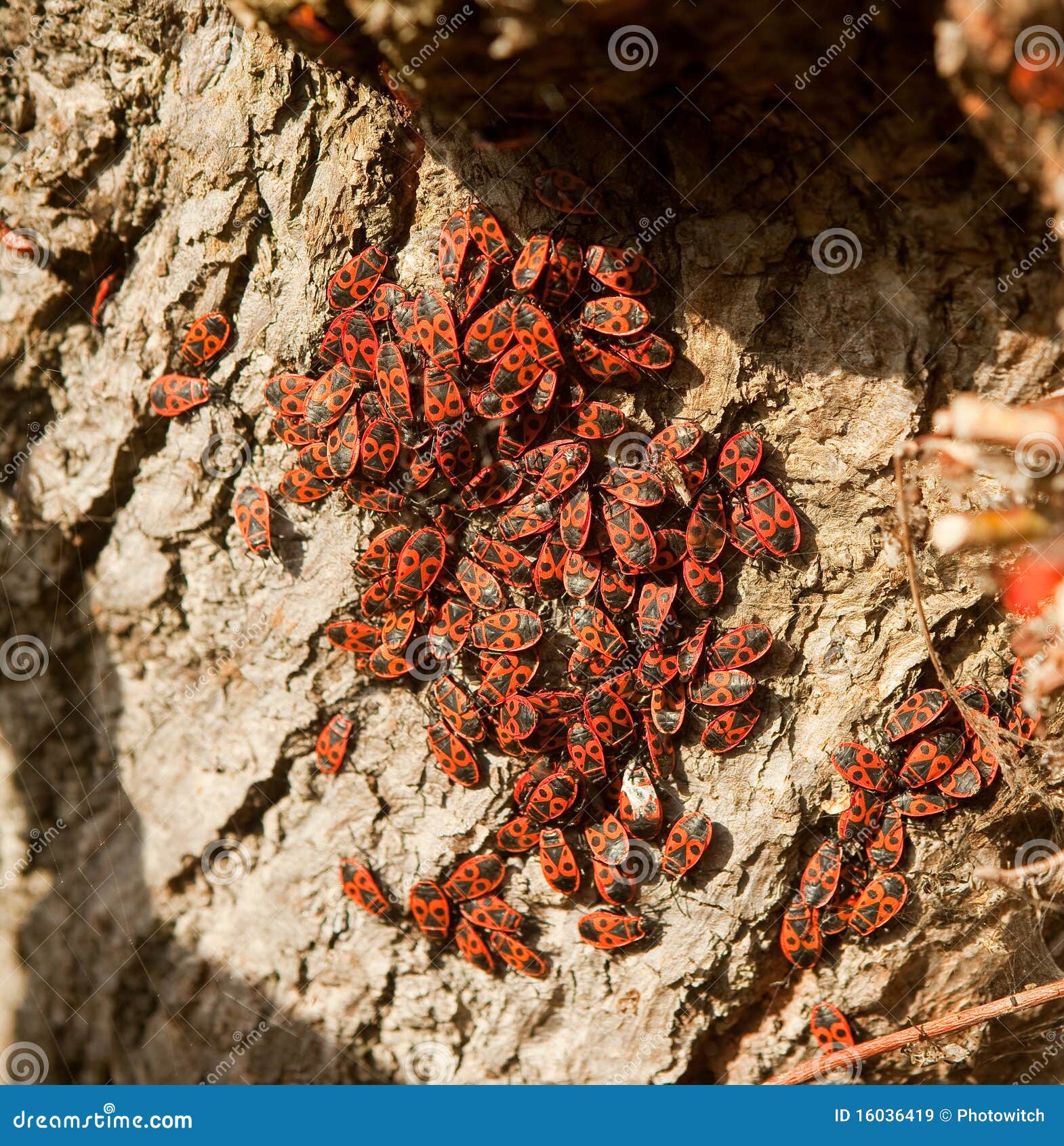 Halloween bugs stock image. Image of beetle, creature - 16036419