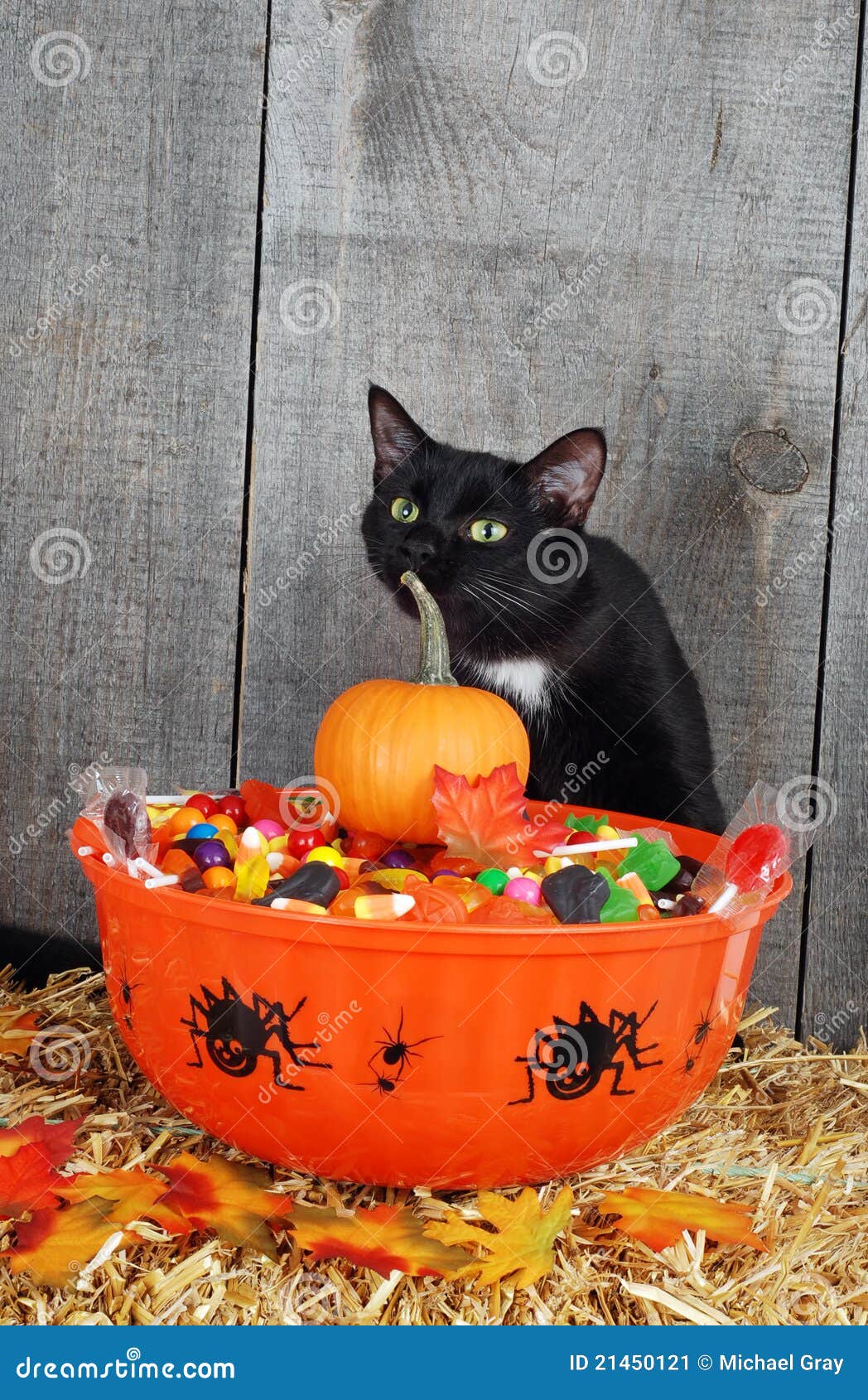 Halloween Candy and Black Cat Stock Image - Image of bucket, heap: 21450121