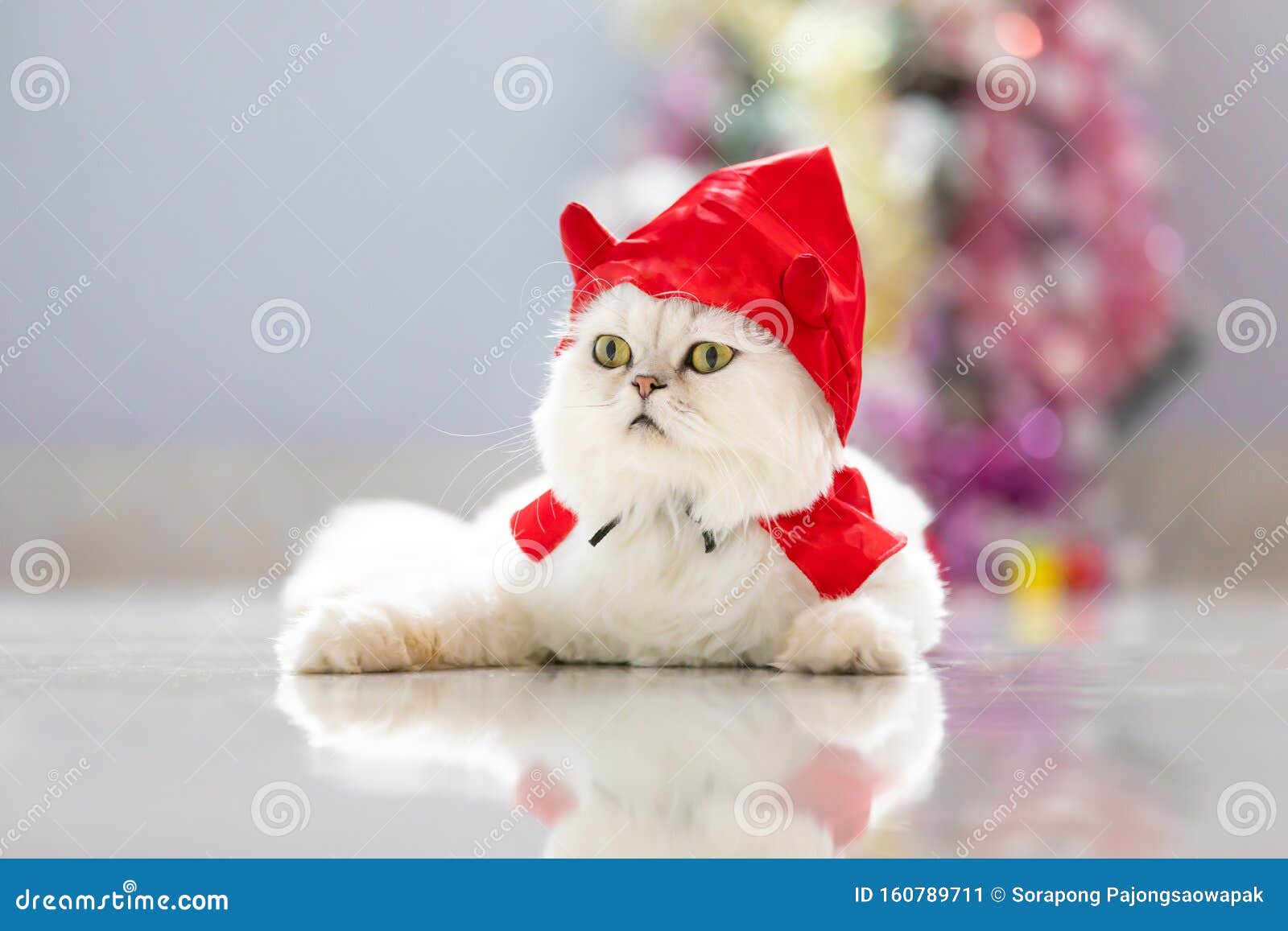 Halloween Cat with Hat Little Devil. Cute Cat Chinchilla Halloween ...