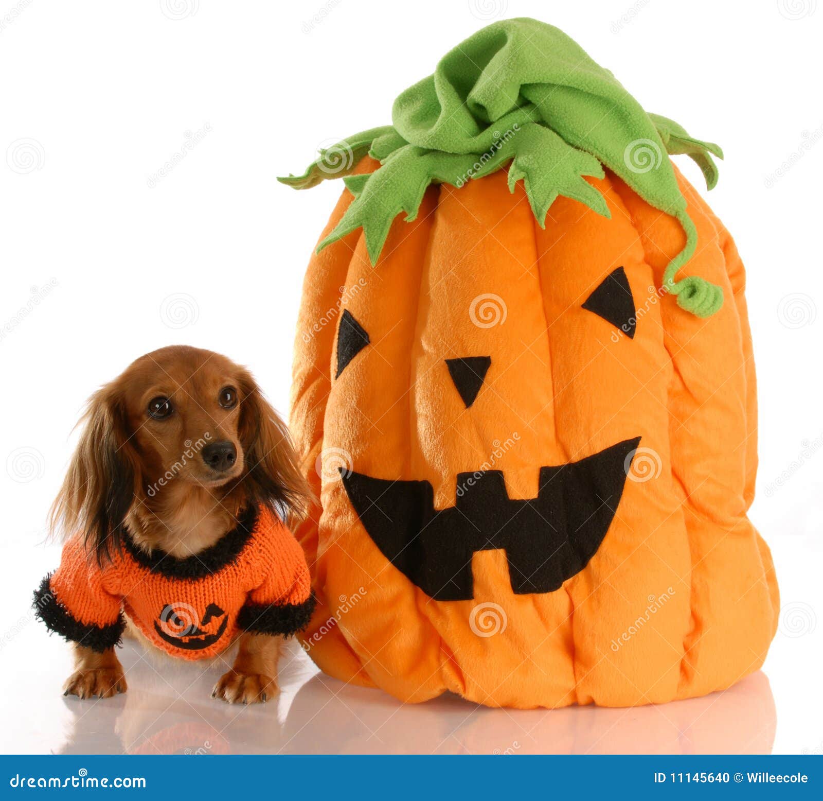 Halloween dog with pumpkin stock photo. Image of costume - 11145640