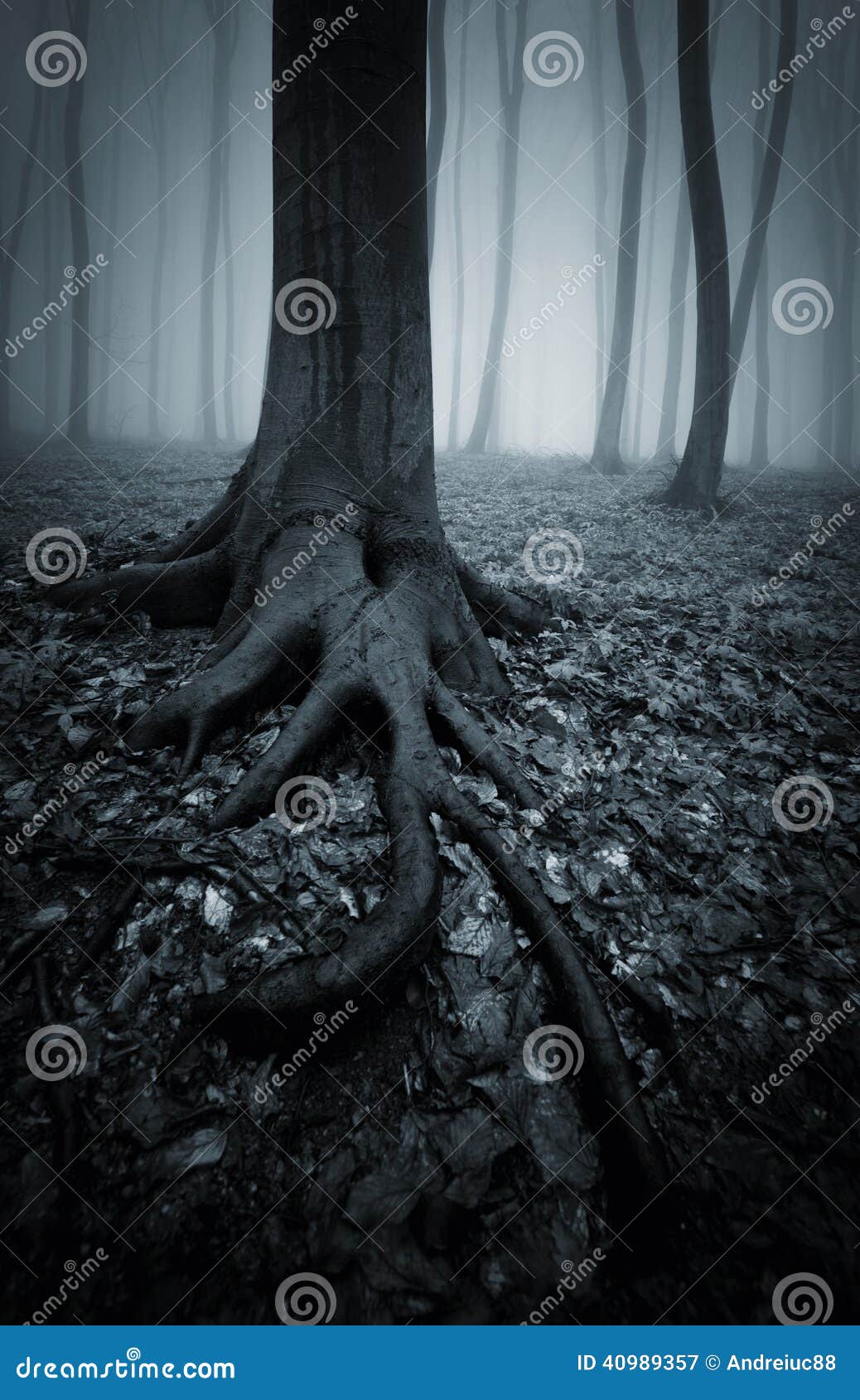 Halloween Forest with Roots of Tree and Fog Stock Image - Image of ...
