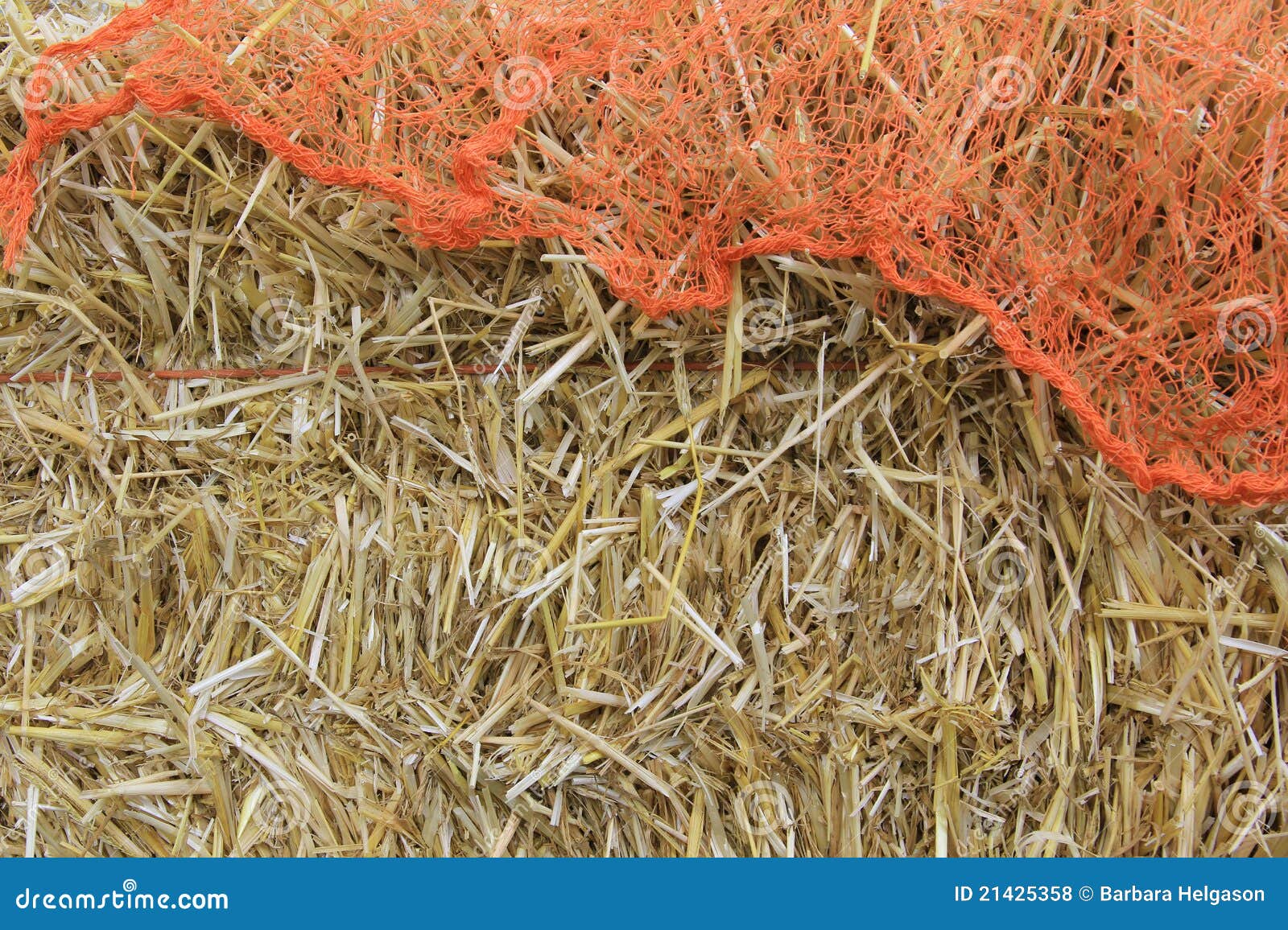 Halloween hay stock photo. Image of netting, season, agriculture - 21425358