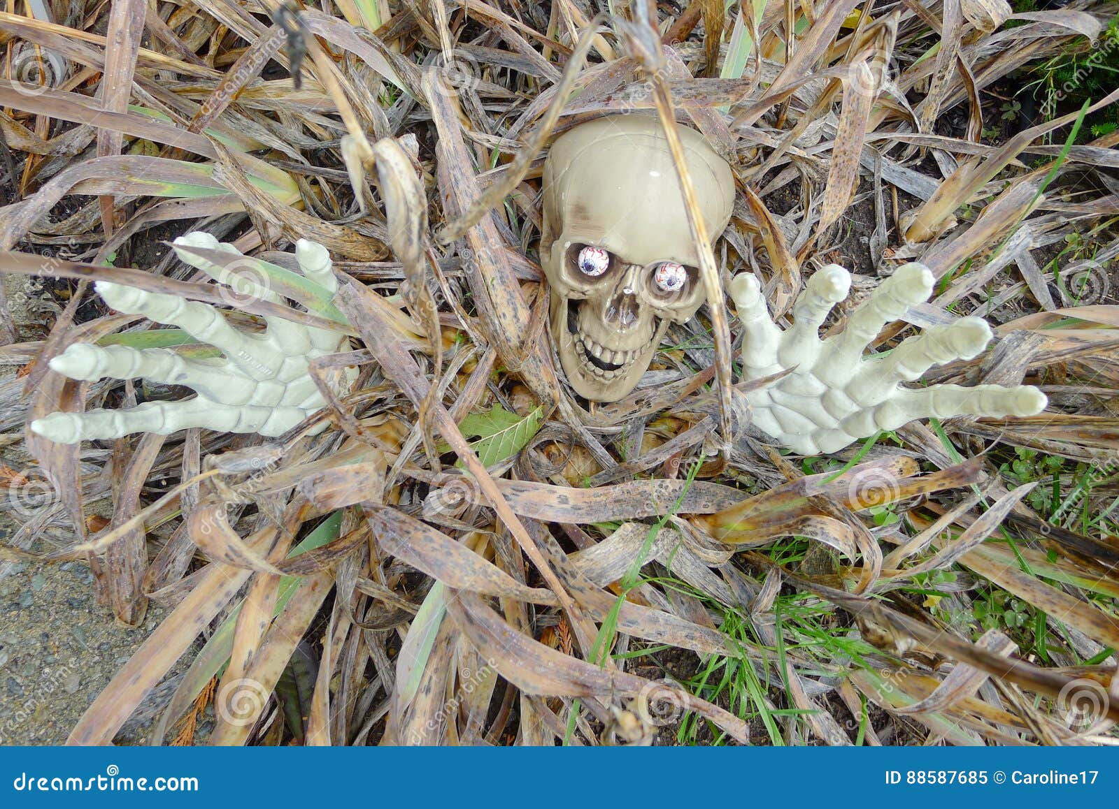 Halloween Human Skull Decoration in the Dry Grass Stock Image - Image ...