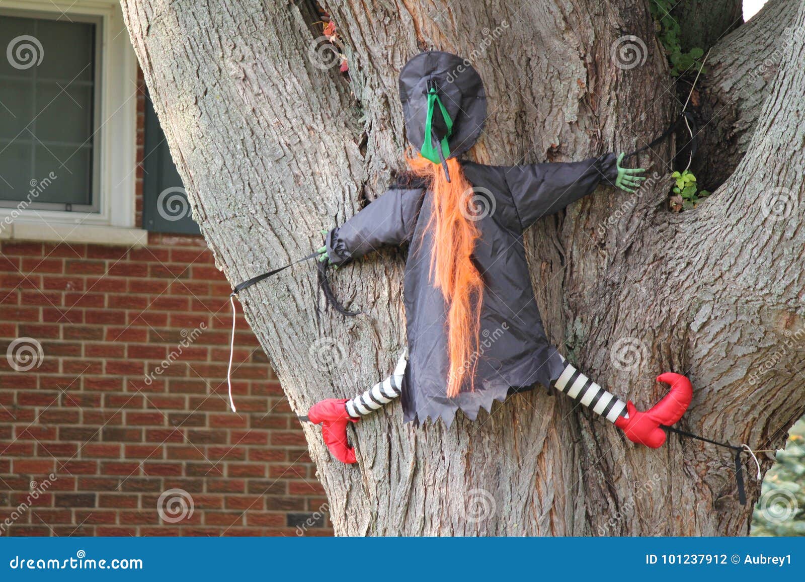 Halloween Display Witch stock photo. Image of halloween - 101237912