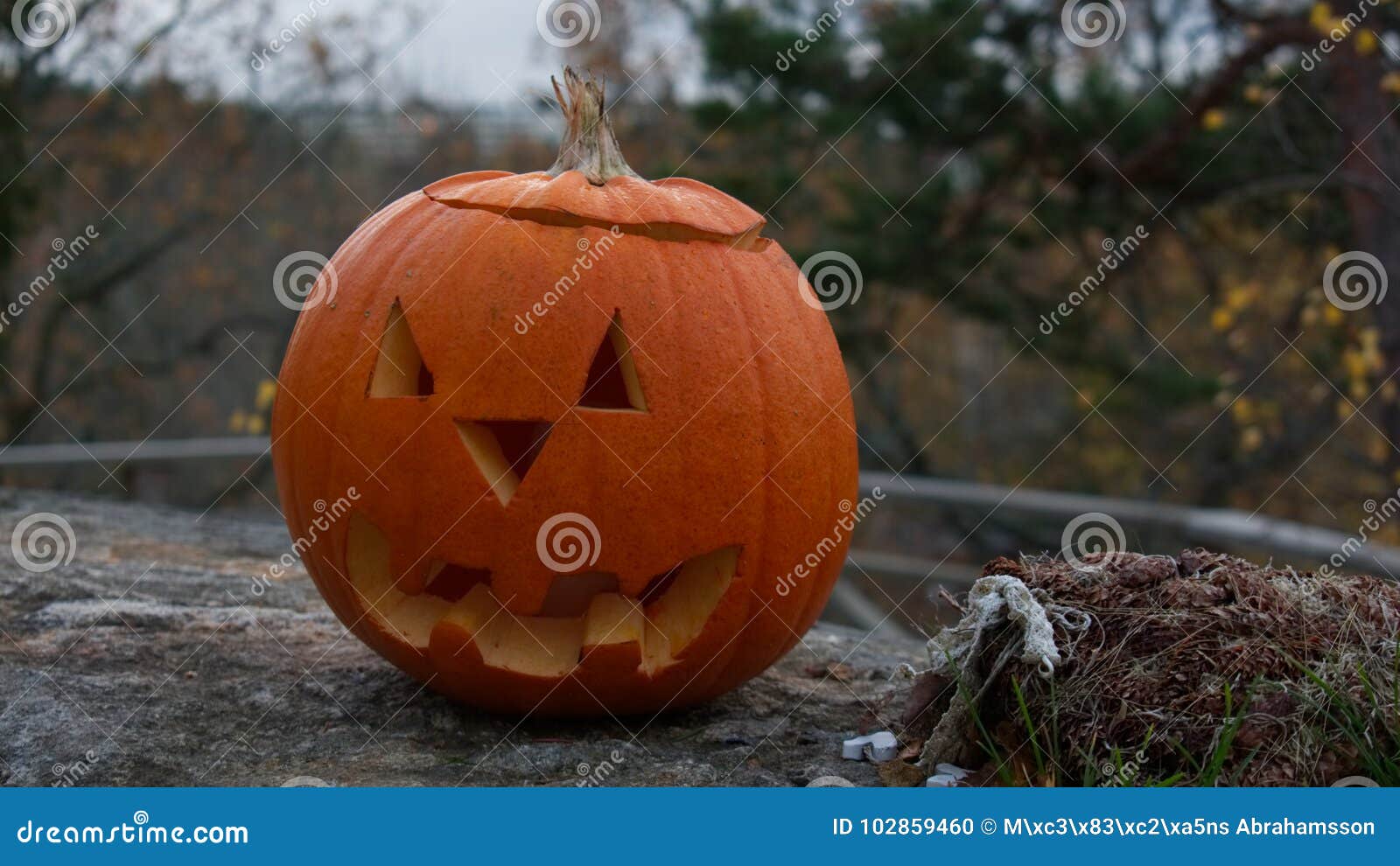 A very normal pumpkin stock photo. Image of halloween - 102859460