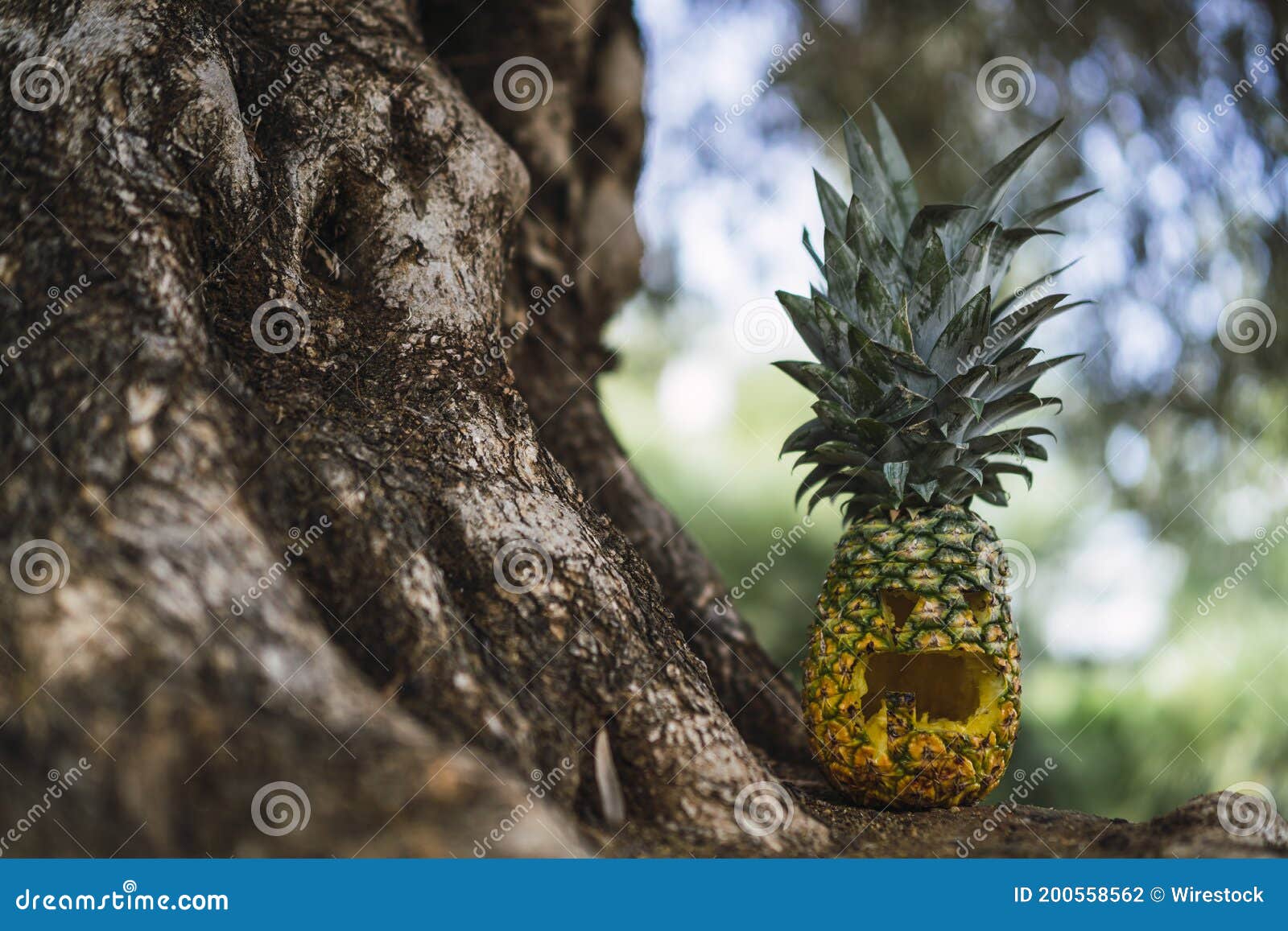 Halloween Pineapple with a Scary Face on the Roots of a Tree Stock ...