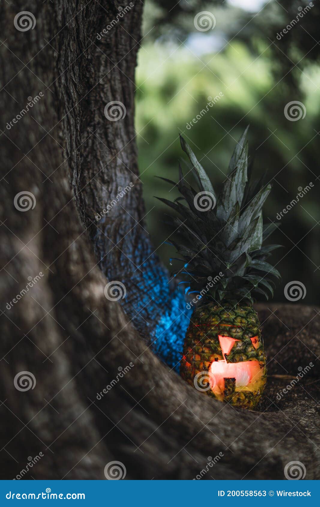Halloween Pineapple with a Scary Face on the Roots of a Tree Stock ...