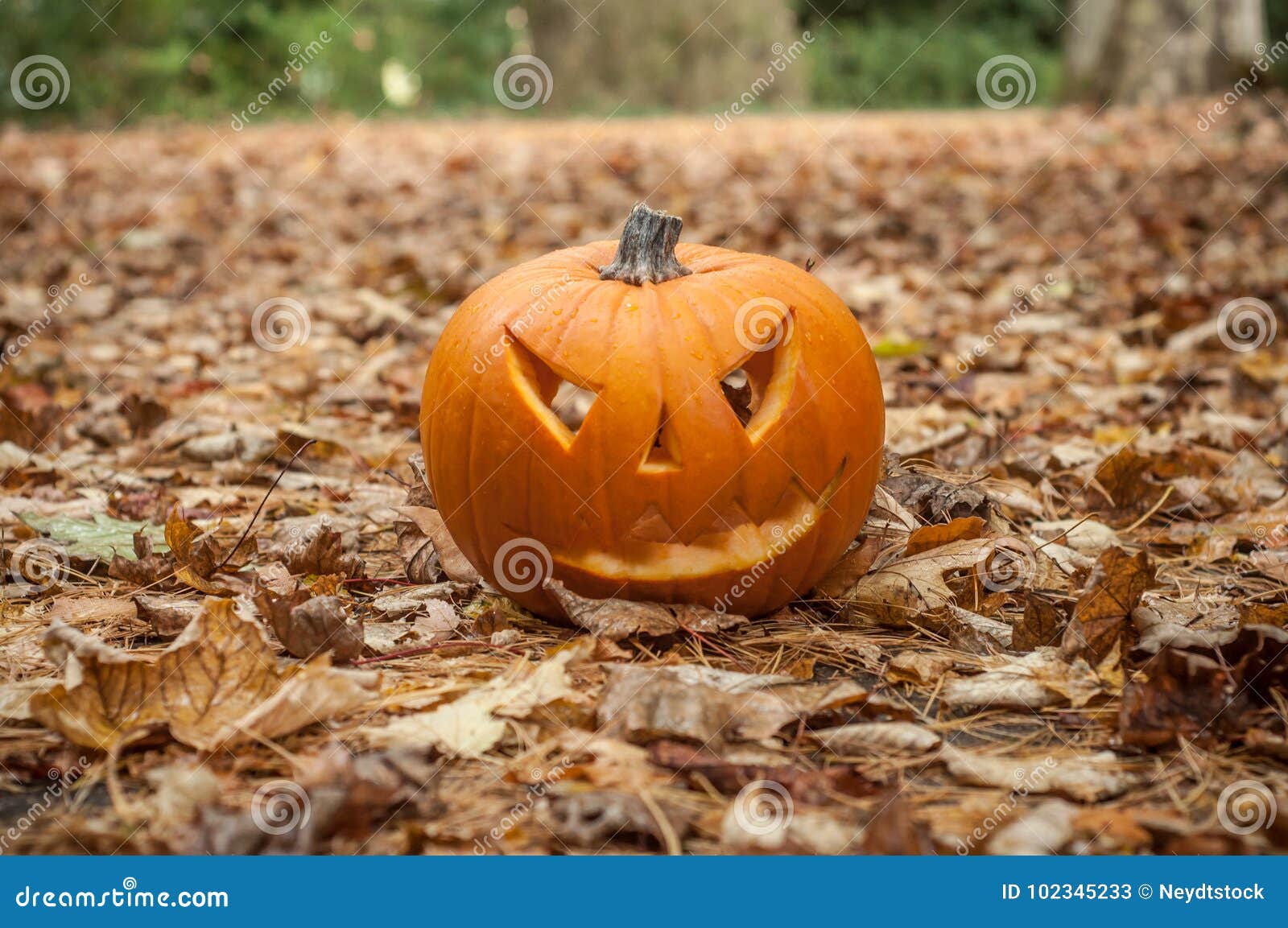 Halloween Pumpkin in the Autumnal Forest Stock Image - Image of october ...