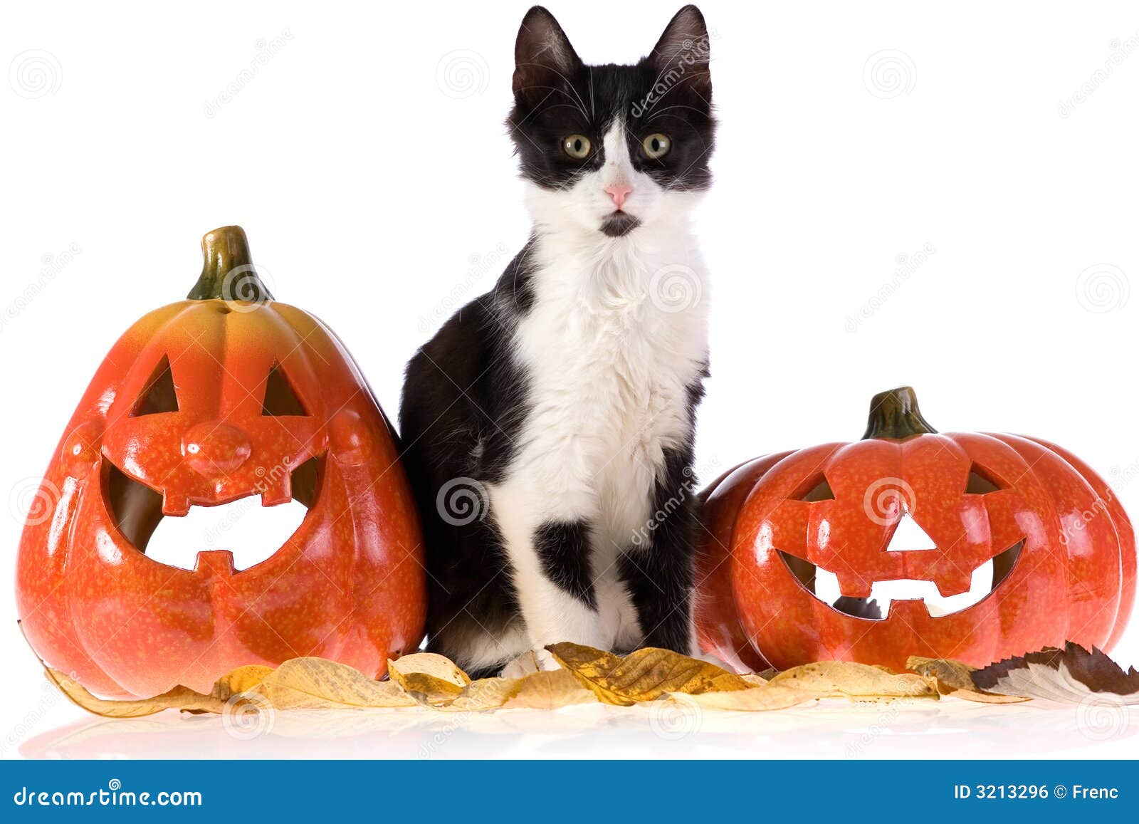 Halloween pumpkin and cat stock photo. Image of lantern - 3213296