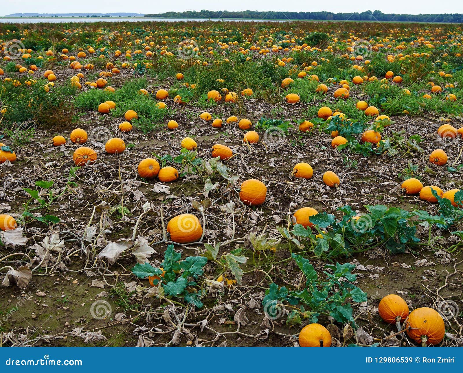 Halloween Pumpkin Field Background Image Stock Image - Image of orange ...