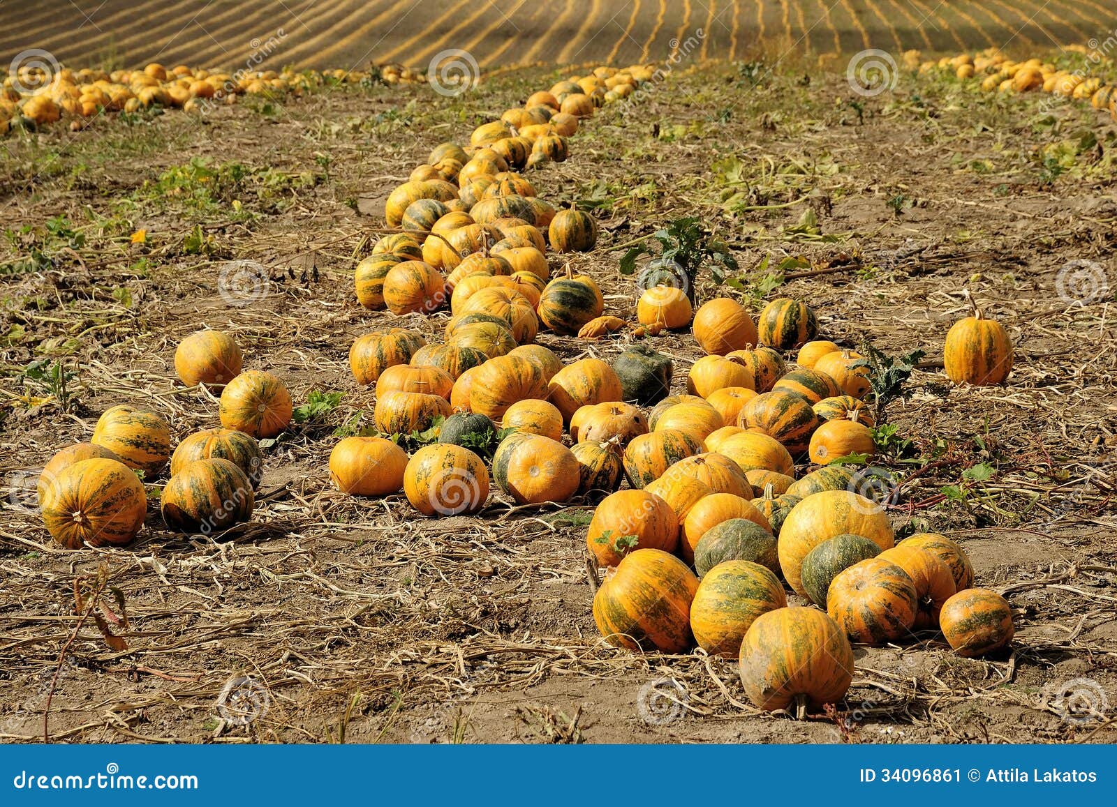 Halloween Pumpkin field stock image. Image of background - 34096861