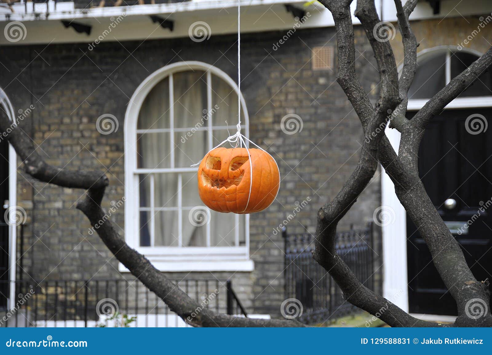 Halloween Pumpkin Hung Down from a Tree in Front of a Georgian House ...