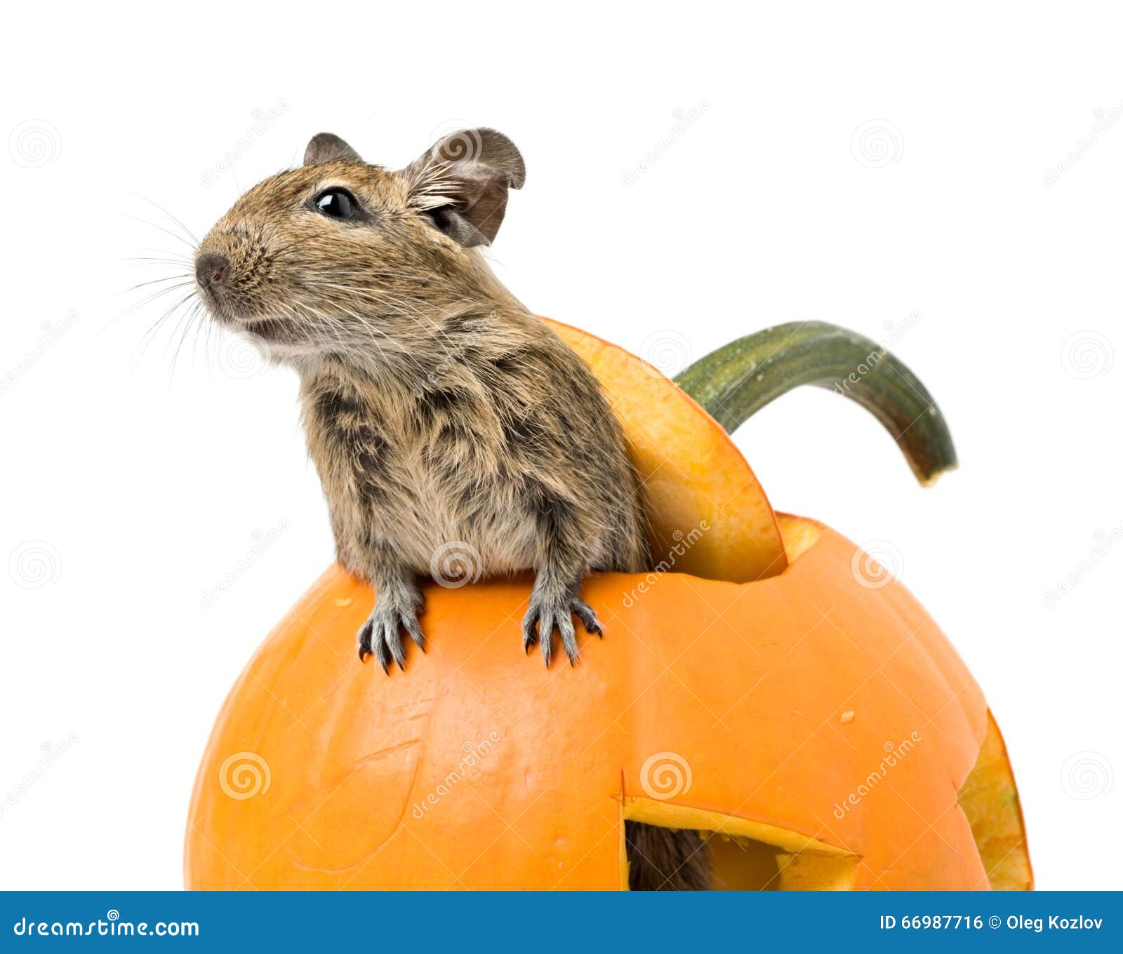 Halloween pumpkin mouse stock photo. Image of joke, surprise - 66987716