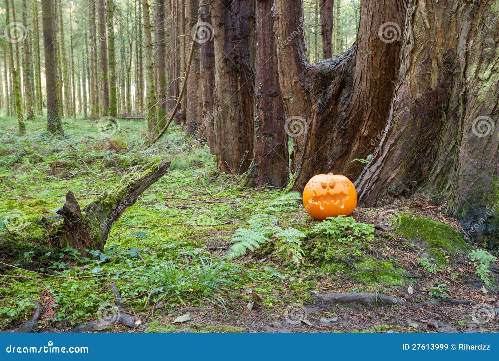 Halloween Pumpkin in Pine Forest Stock Image - Image of landscape ...