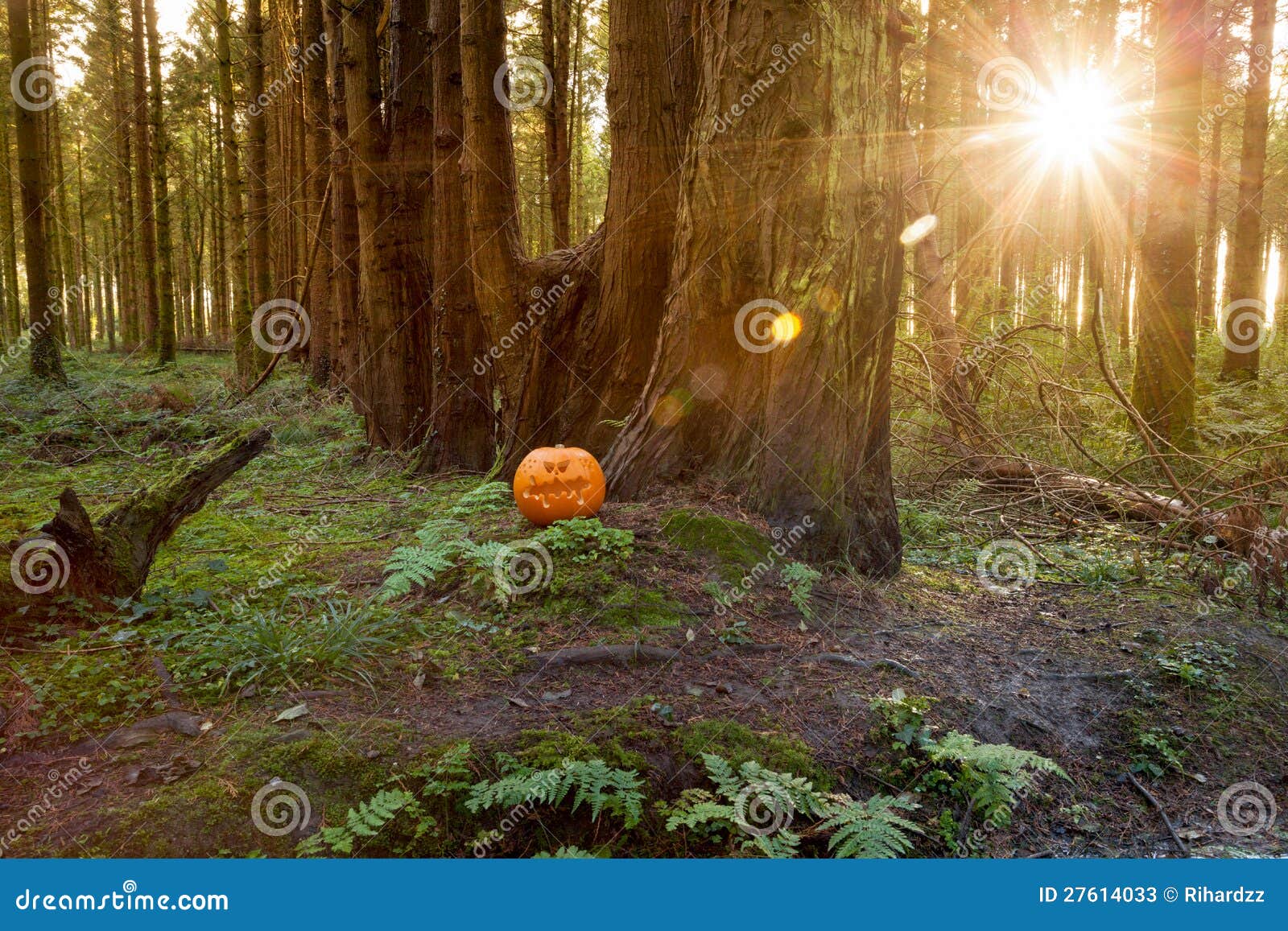 Halloween Pumpkin in Pine Forest Stock Image - Image of season, foliage ...