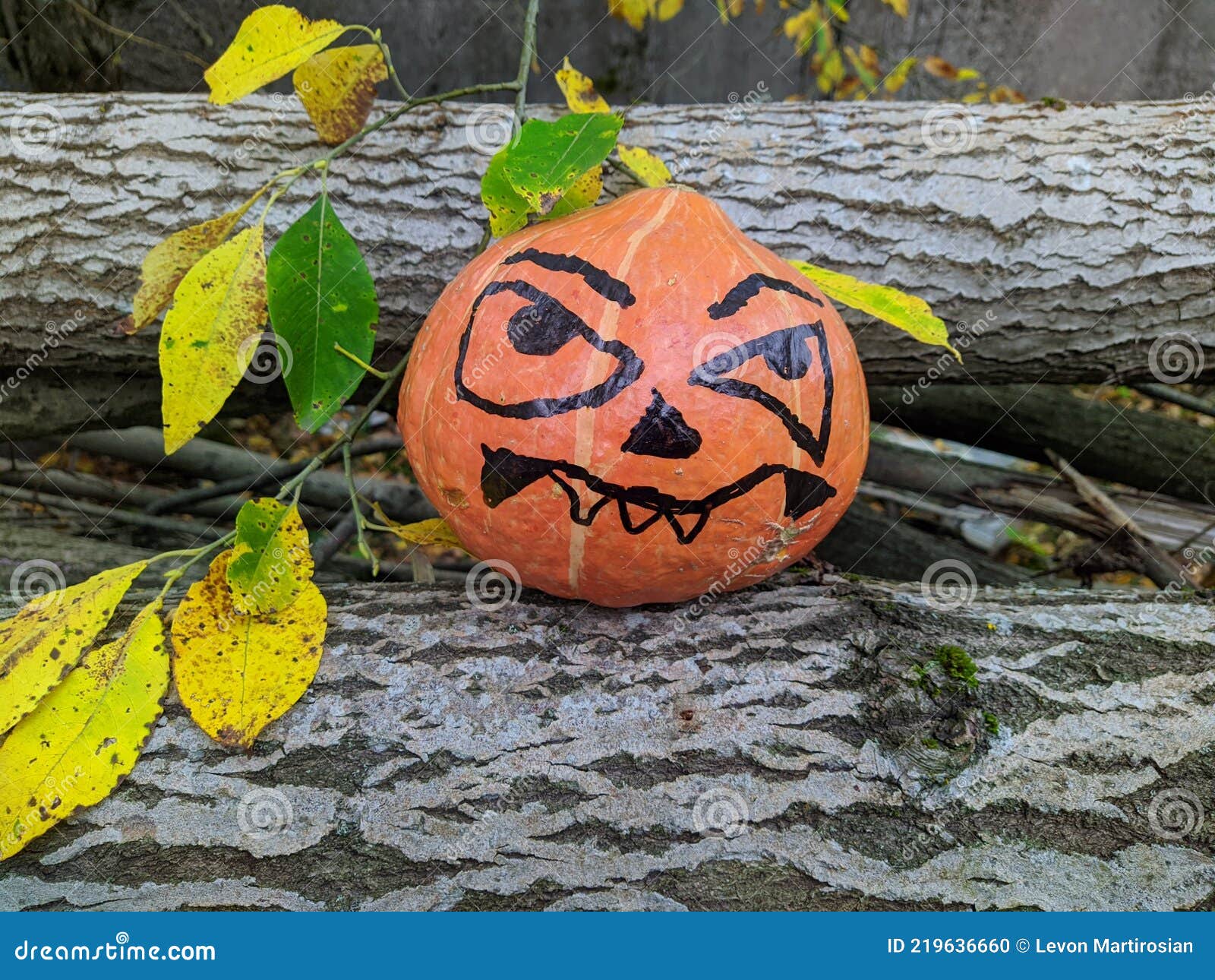 Halloween Pumpkin between Two Tree Trunks and Colored Autumn Leaves ...