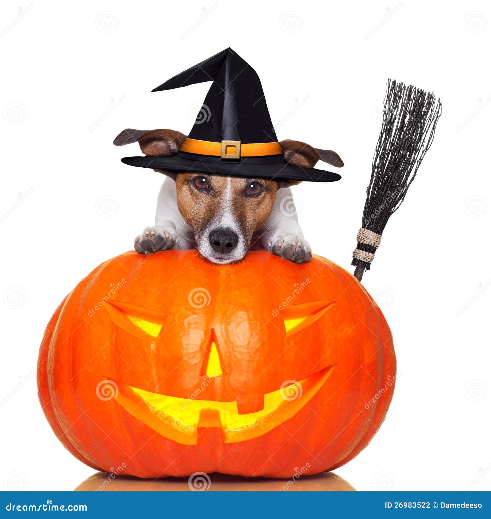 Halloween Pumpkin Witch Dog Stock Photo - Image of fear, creepy: 26983522