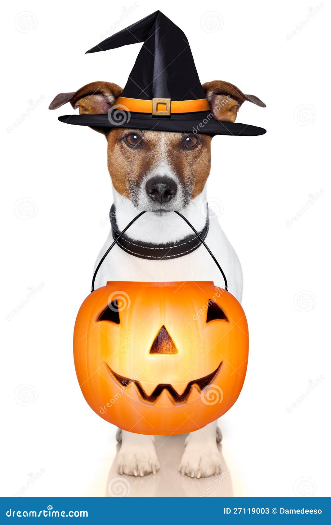 Halloween Pumpkin Witch Dog Stock Image - Image of october, fear: 27119003