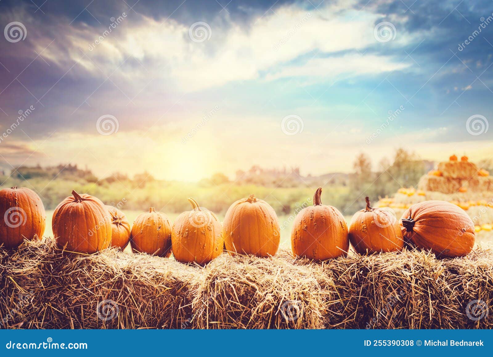 Halloween pumpkins on hay stock photo. Image of thanksgiving - 255390308