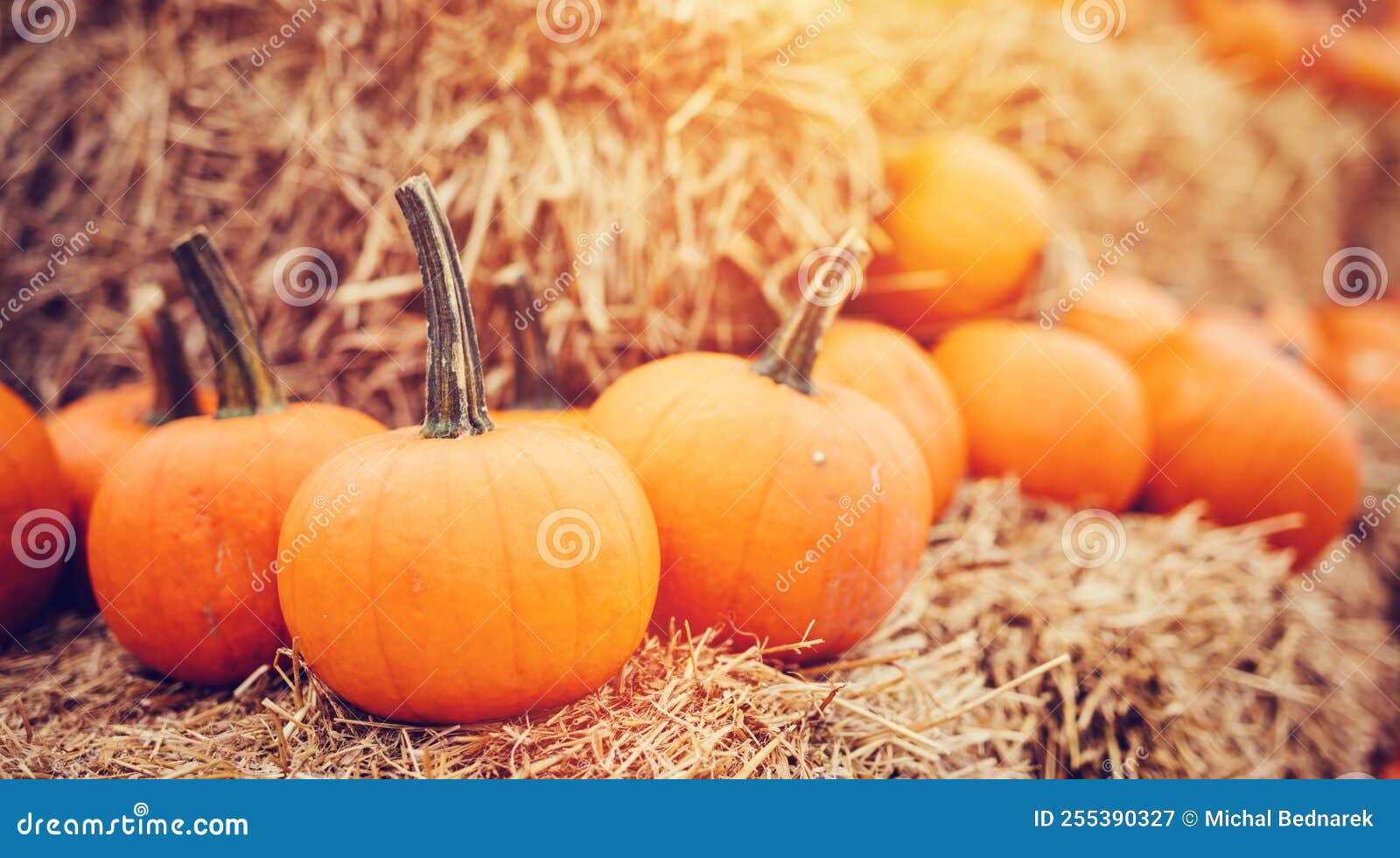 Halloween pumpkins on hay stock image. Image of thanksgiving - 255390327