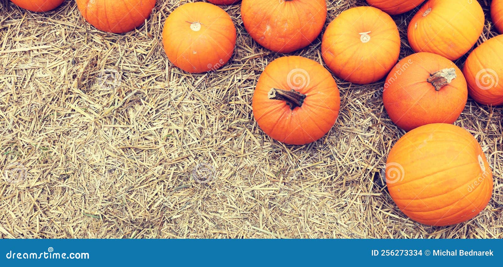Halloween pumpkins on hay stock photo. Image of crop - 256273334
